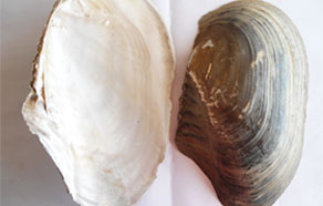 Jairamdass Khushiram Impex Pvt.Ltd.